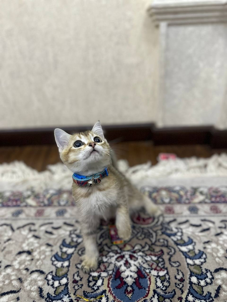 Shinshilla strayt