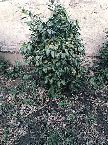 Limon daraxtlar sotiladi