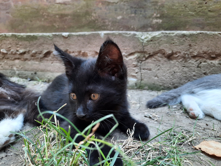 Отдам 2 месячных котят в добрые руки