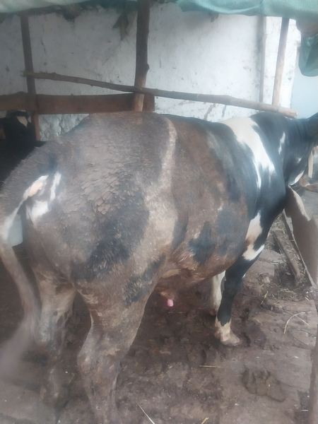 Buqa sotiladi Kota tayor buqa