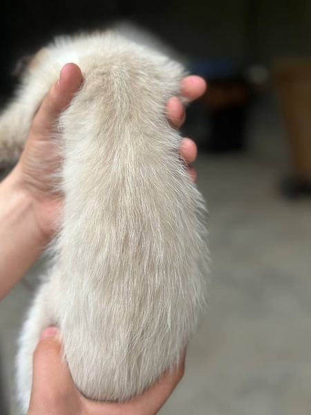 Кот Регдолл 3 месяцев