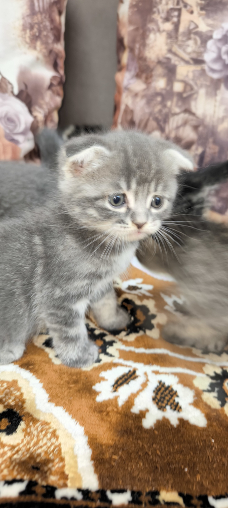 Вислоухие котята скоттиш фолд