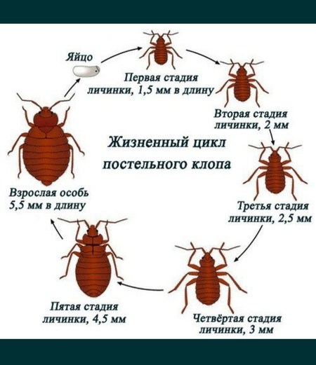 Дезинфекция. Дезинсекция. Дератизация. Обработка от COVID19. АКТ