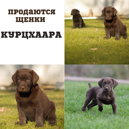 Щенки немецкого курцхаара!
