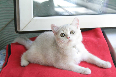 Шоланские котята Скоттиши