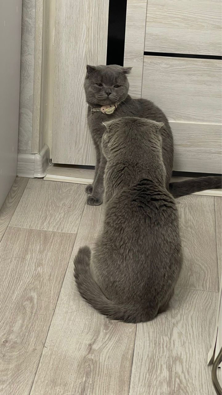 Срочно кошка скотиш фолд