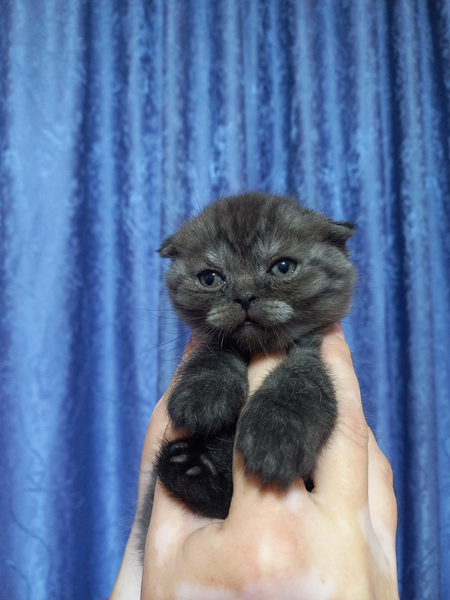 Чистокровные котята