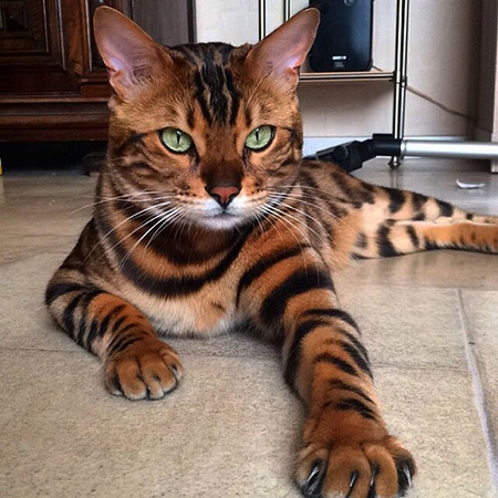 Arzonga Bengal mushuklari. Кошкa Бенгальская