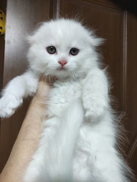 Остался 1 белый котёнок, спешите!