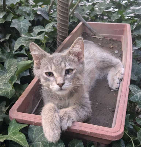 Серый уличный котенок