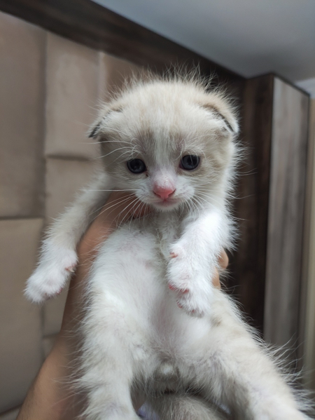 Скоттиш фолд/ сиамские котята