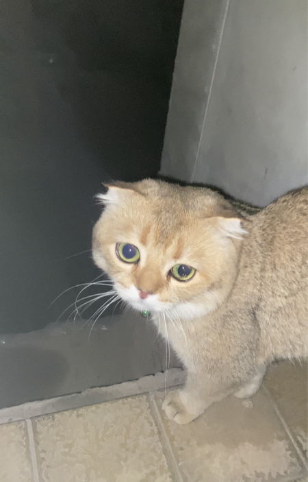 Скотиш Шолд Кот