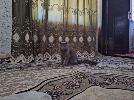 Scottish   fold.