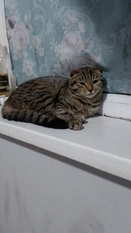 Продается веслоухая кошечка