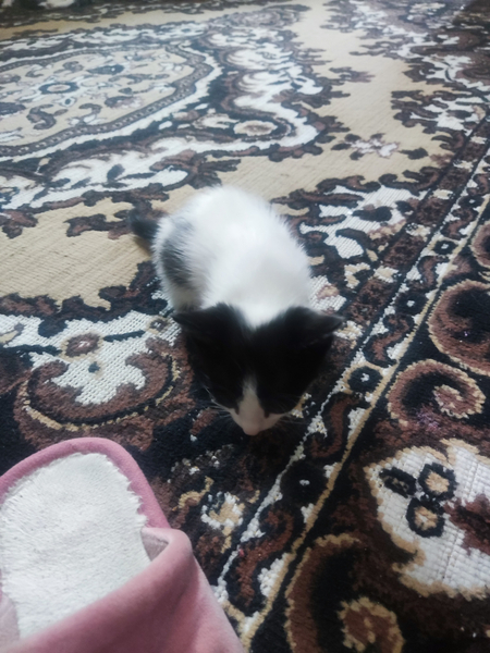 Котята в добрые заботливые руки