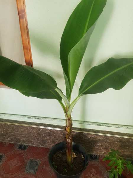 Banan /Банан  Nixoli