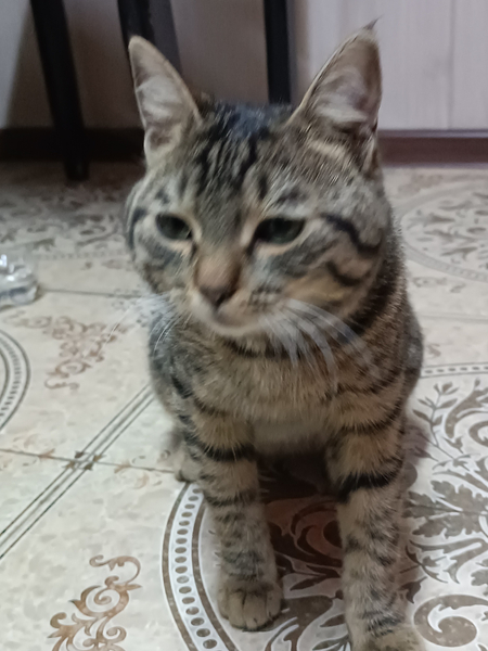 Отдам котенка в добрые руки очень милая ласковая
