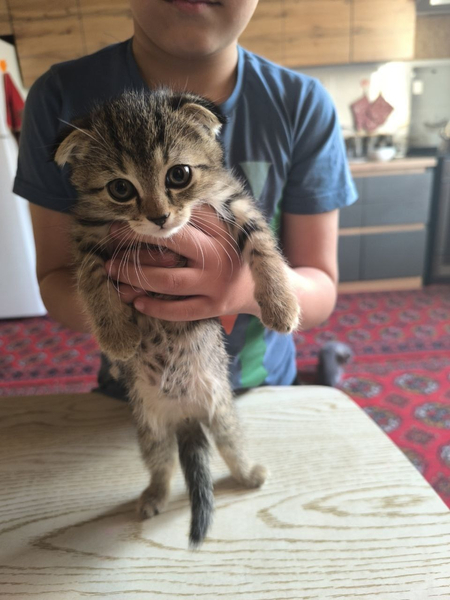 кошки британски                                    ц