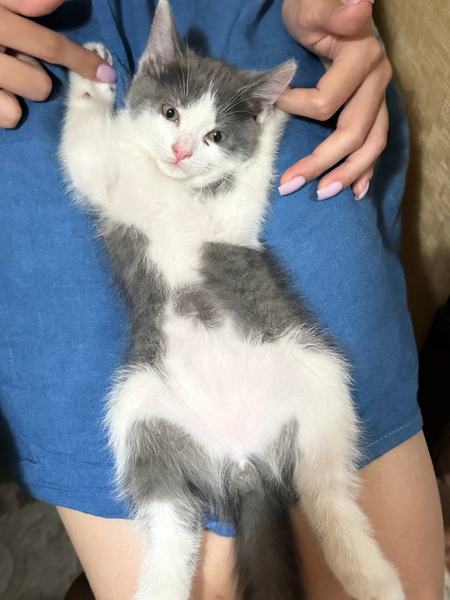 Котята 2 месяца
