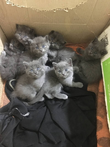 Продаётся британский кошка.