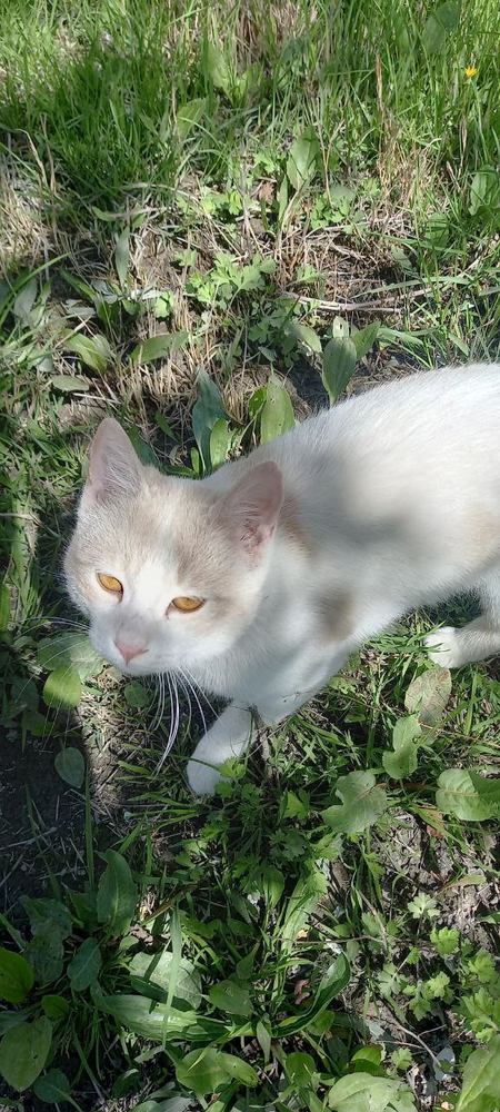 Отдам котиков в добрые руки бесплатно .