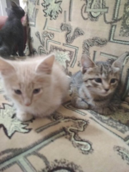 Продаются котята