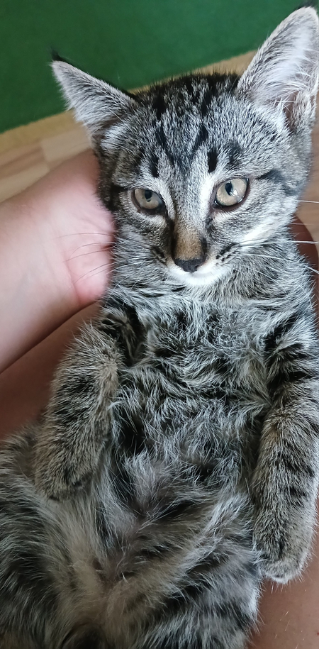Котёнок, серый красавец, мальчик 4 мес, лоток знает, игривый