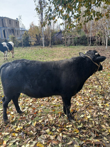 Ikta boqma buqalar