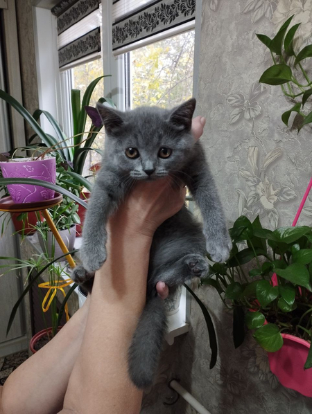 Скотиш страйт девочка от правильной вязки
