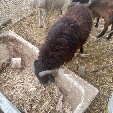 Qoʻchqor  sotiladi sogʻlom yem xoʻr  yana kelishamiz