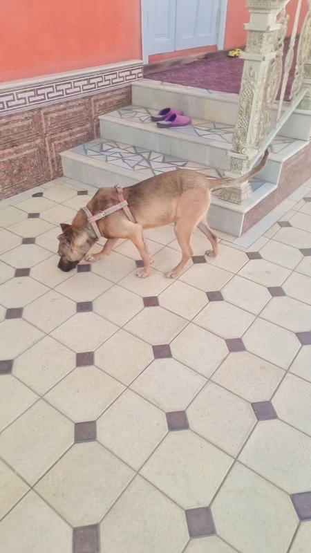 Pitbull  tozasidan