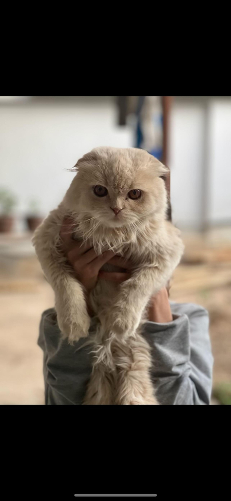 Отдам кота в добрые руки