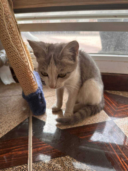 Бесплатно отдам котенку