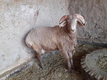 Quchqor barra sotiladi