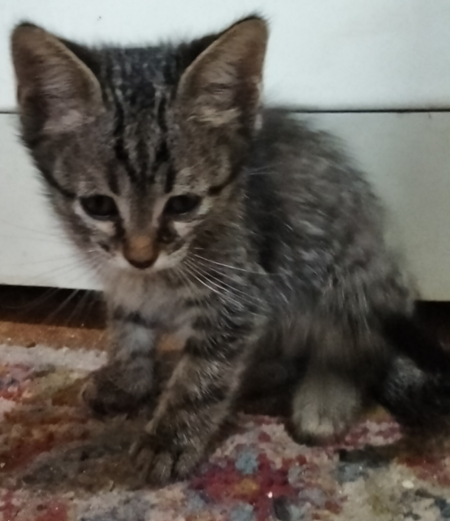Срочно пристраиваю котят в добрые руки