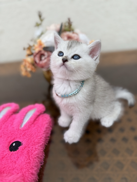 Серебристый шиншилла кошка