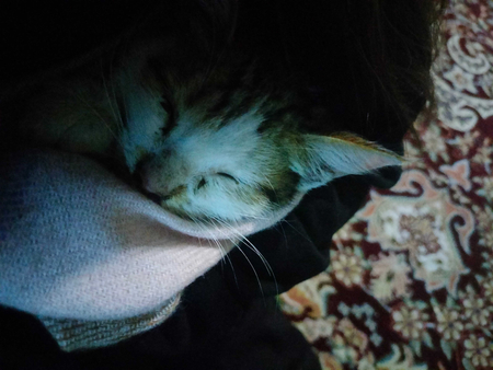 котенок даром, не проходите мимо !!