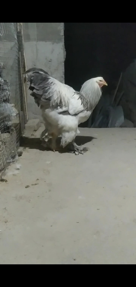 Toza Brama xoroz брама