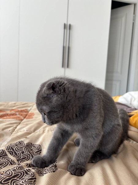 Scottish Fold sotiladi 2 oyli