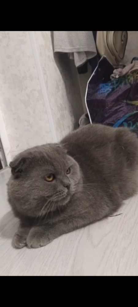 Вязка Красавец кот Скотиш фолд