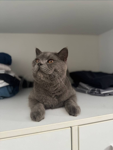 Вязка скоттиш страйт