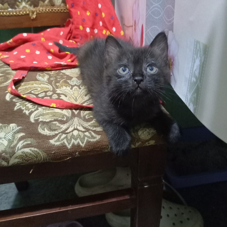 Чёрная пантера с шоколадным отливом