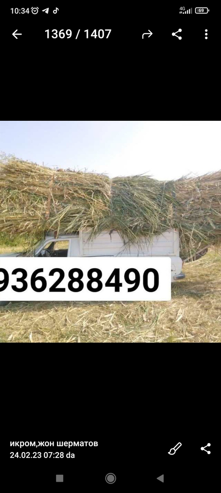 Камиш соттамиз чорни патталока