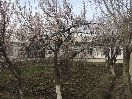 Продается участок в бухаре