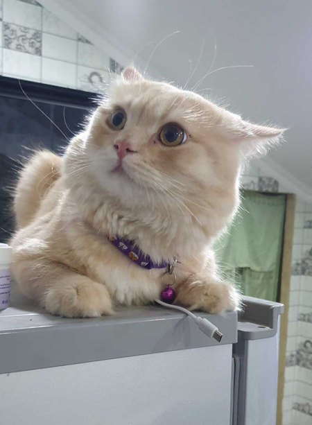 Продаётся Кот Сибирский