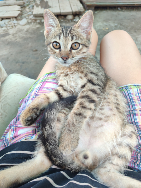 Пристраивается котик ласкун .