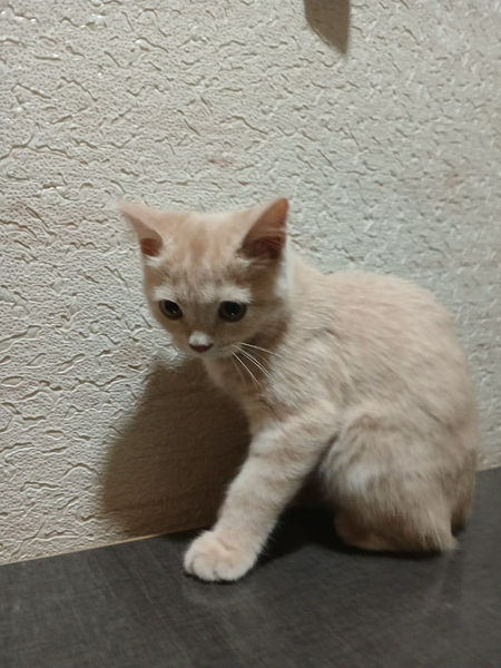 Mushuk sotiladi tezda
