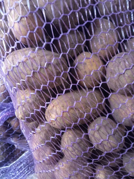 Kartoshka urugʻli
