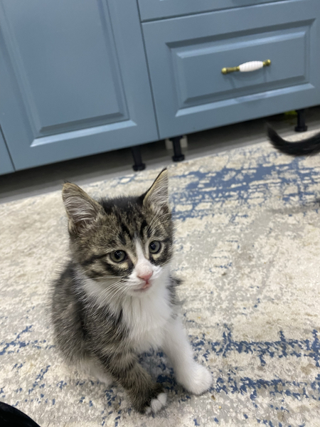 Американская котенек