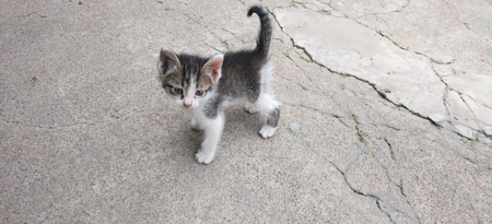 Отдам котят бесплатно